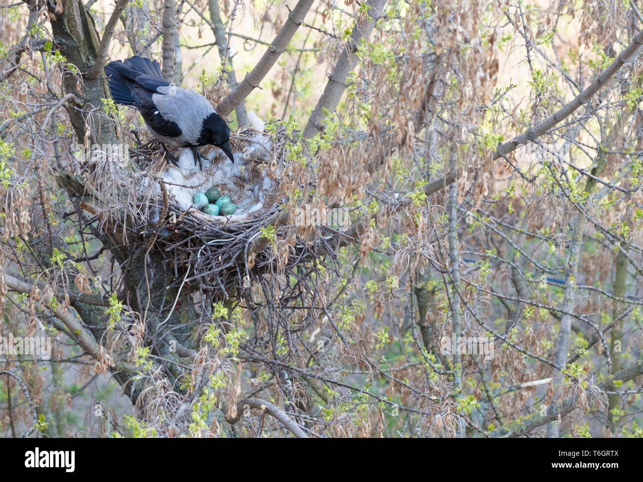 a young crow in early spring made a nest on a tree and demolished five ...