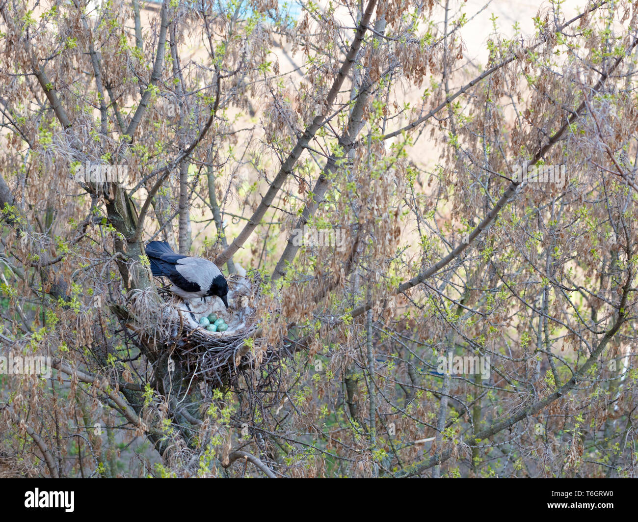 a young crow in early spring made a nest on a tree and demolished five ...