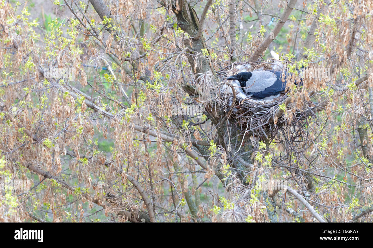 Crows eggs hi-res stock photography and images - Alamy