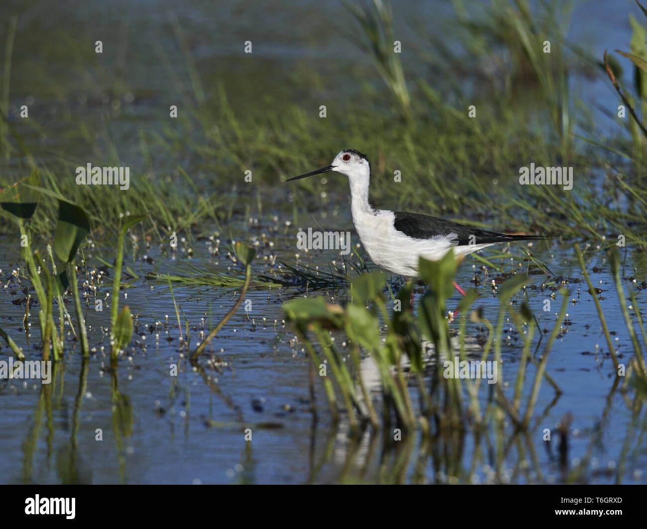 Common Stilt, Himantopus himantopus, North Sea, Europe Stock Photo - Alamy