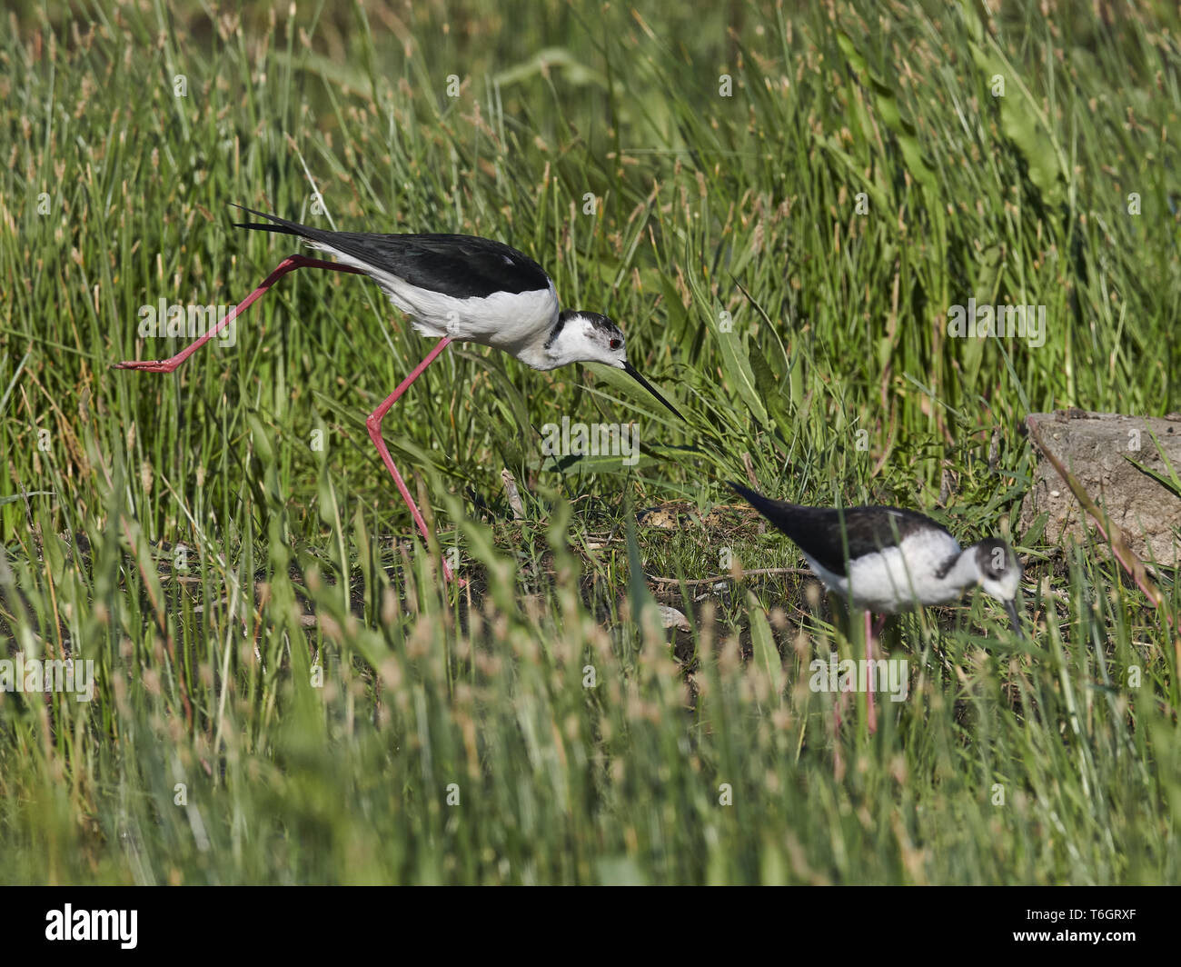Common Stilt, Himantopus himantopus, North Sea, Europe Stock Photo - Alamy