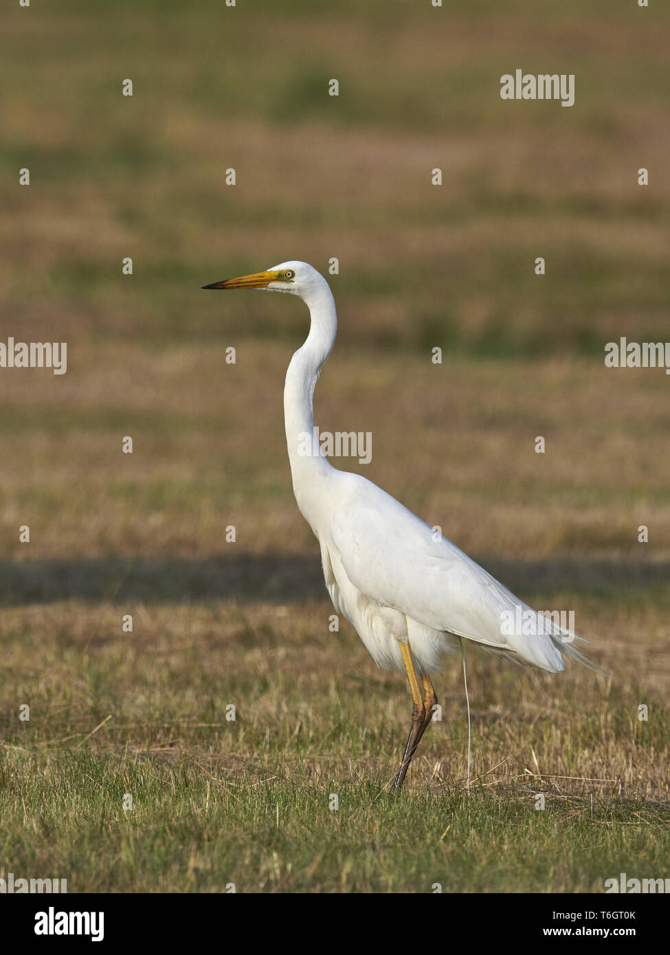 Great egret, Adrea Alba Stock Photo - Alamy