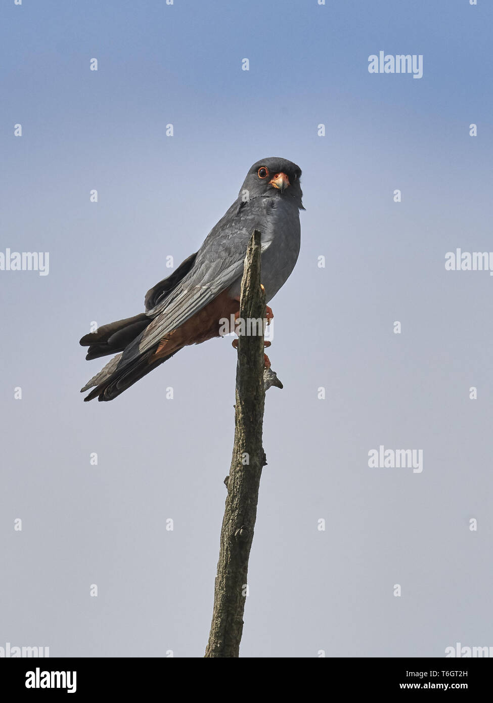 red-footed falcon [Falco vespertinus] Stock Photo - Alamy