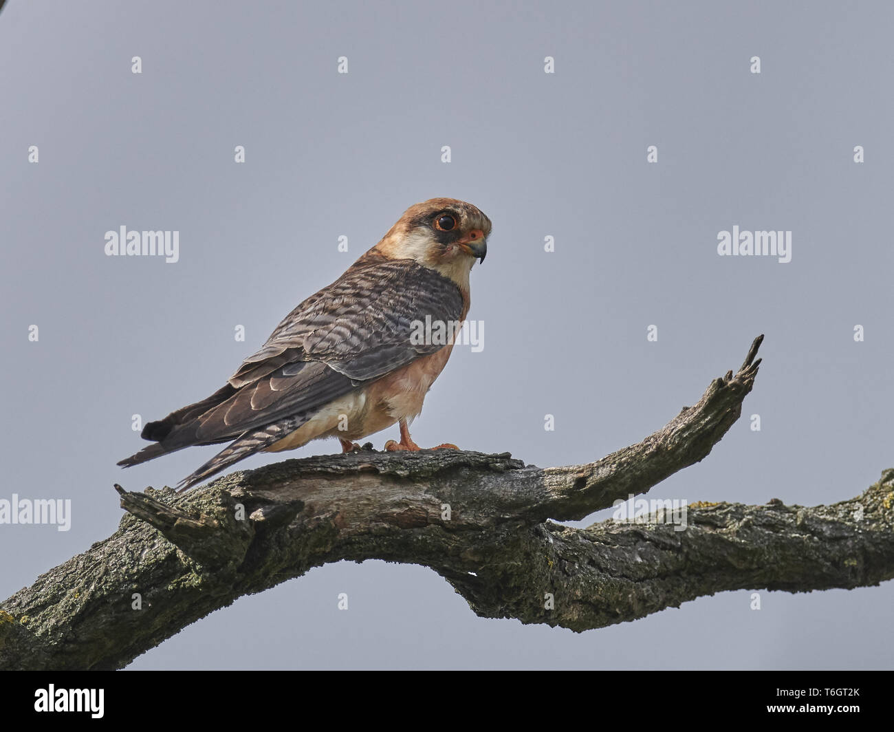 Western Red Footed Falcon Falco Vespertinus High Resolution Stock ...