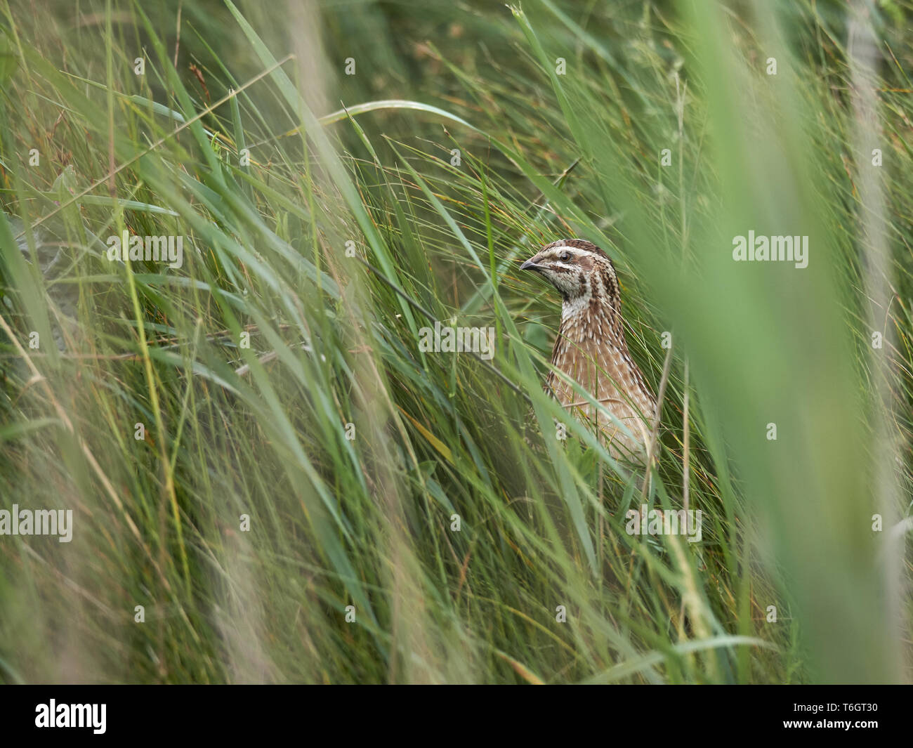 common quail (Coturnix coturnix) or European quail Stock Photo - Alamy