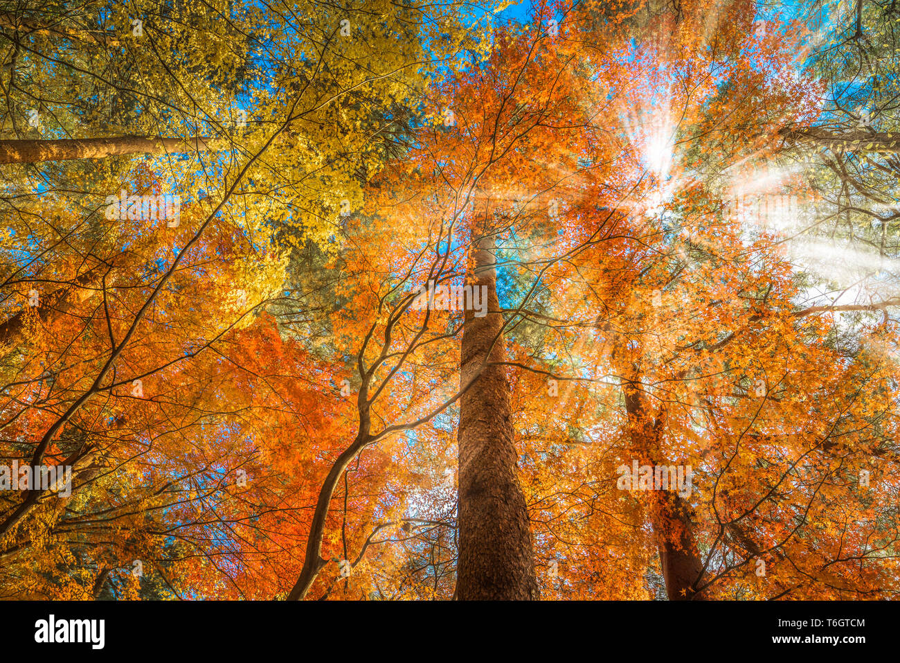 multi color trees in the autumn forest Stock Photo - Alamy