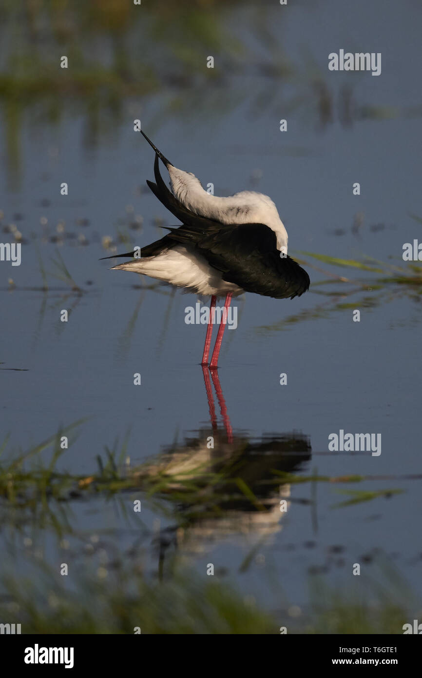 Common Stilt, Himantopus himantopus, North Sea, Europe Stock Photo - Alamy