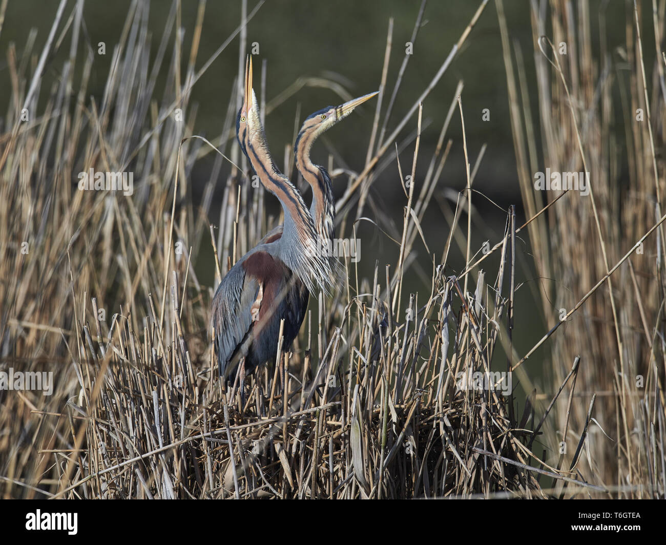 Purple Heron, Ardea purpurea, in hungary, europe Stock Photo - Alamy