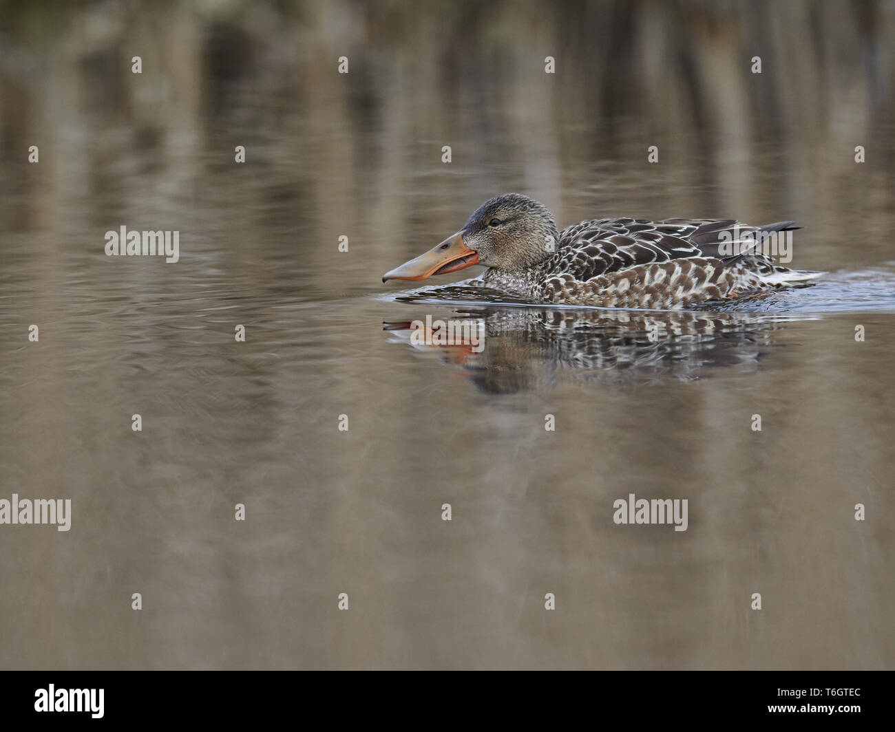 Northern Shoveller High Resolution Stock Photography and Images - Alamy