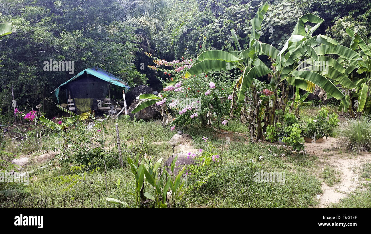 a small hut in the jungle Stock Photo - Alamy