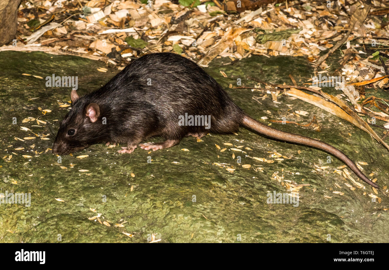 Ship rat hi-res stock photography and images - Alamy