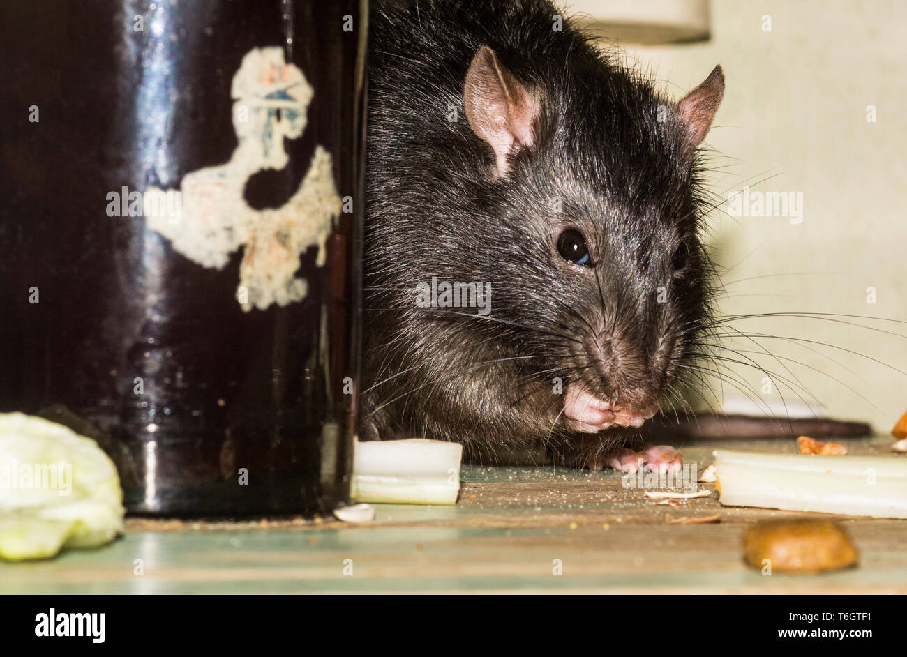 Black Rats Stock Photos & Black Rats Stock Images - Alamy