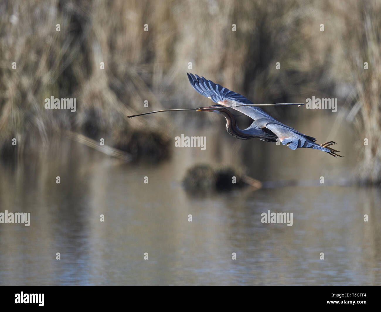Purple Heron, Ardea purpurea, in hungary, europe Stock Photo - Alamy