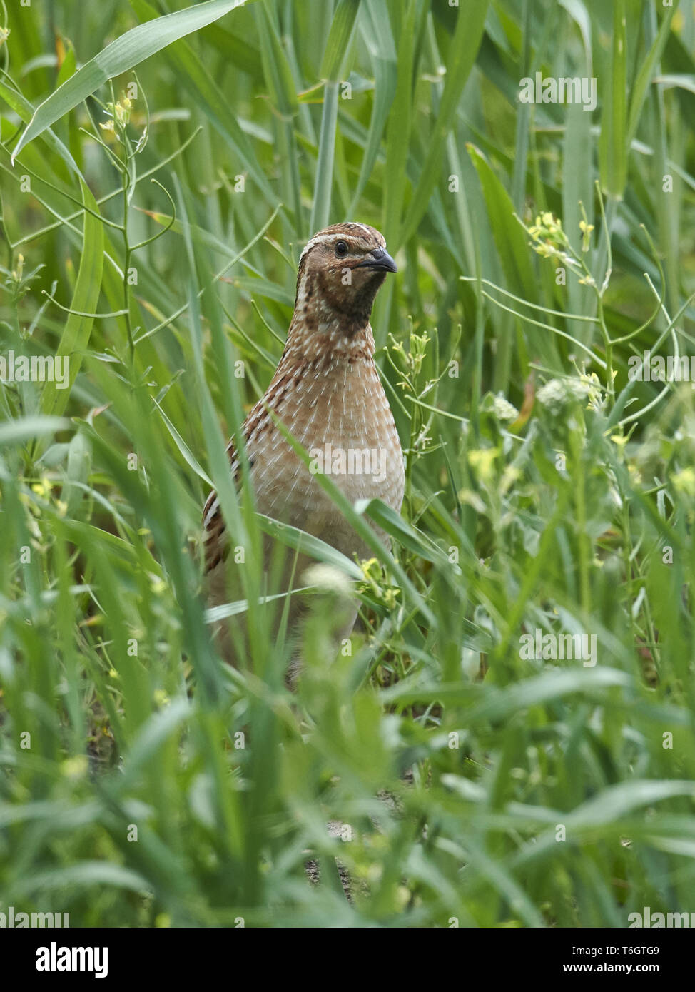 Common quail hi-res stock photography and images - Alamy