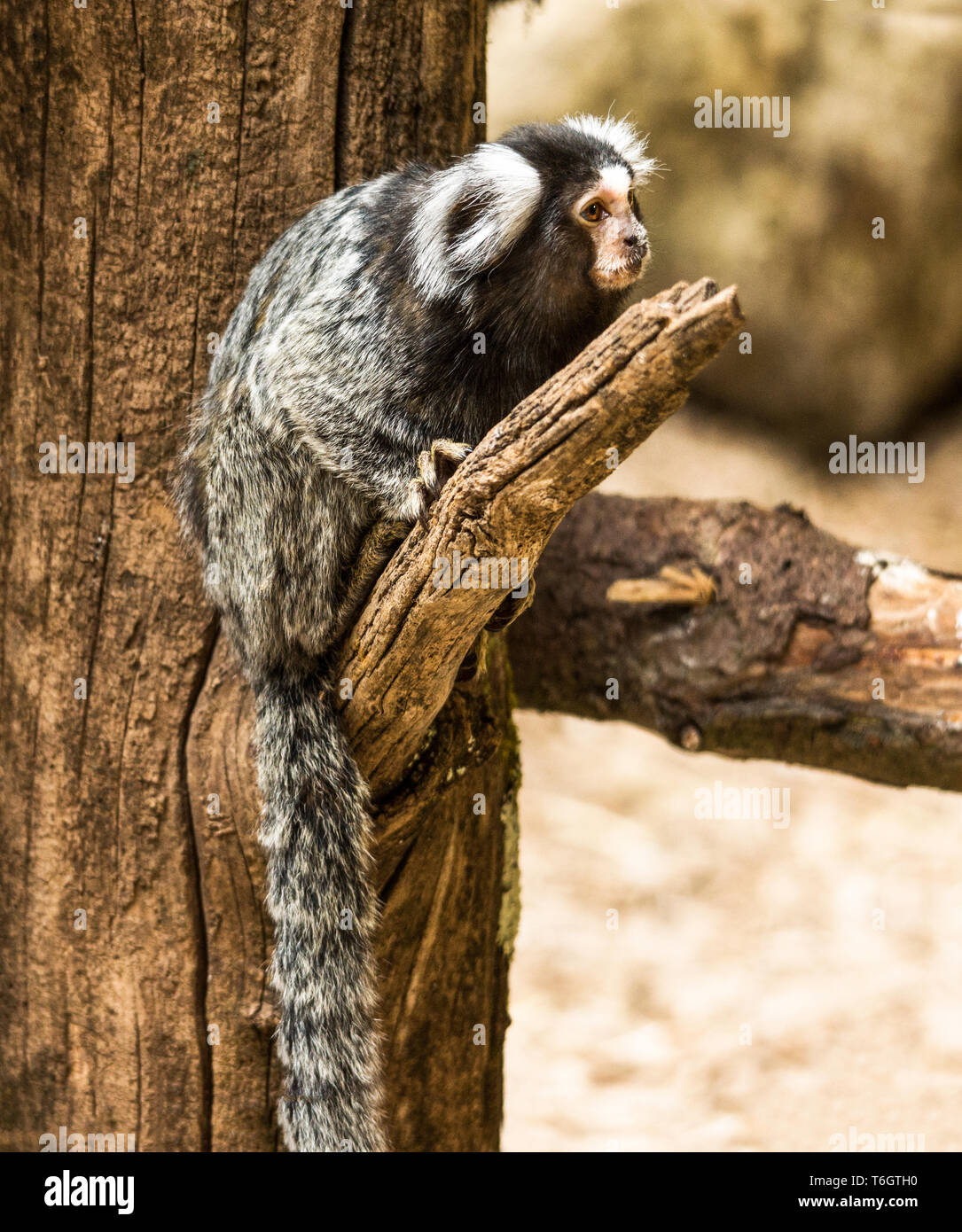 Common Marmoset (Callithrix jacchus).Photographed in zoo at Argeles ...