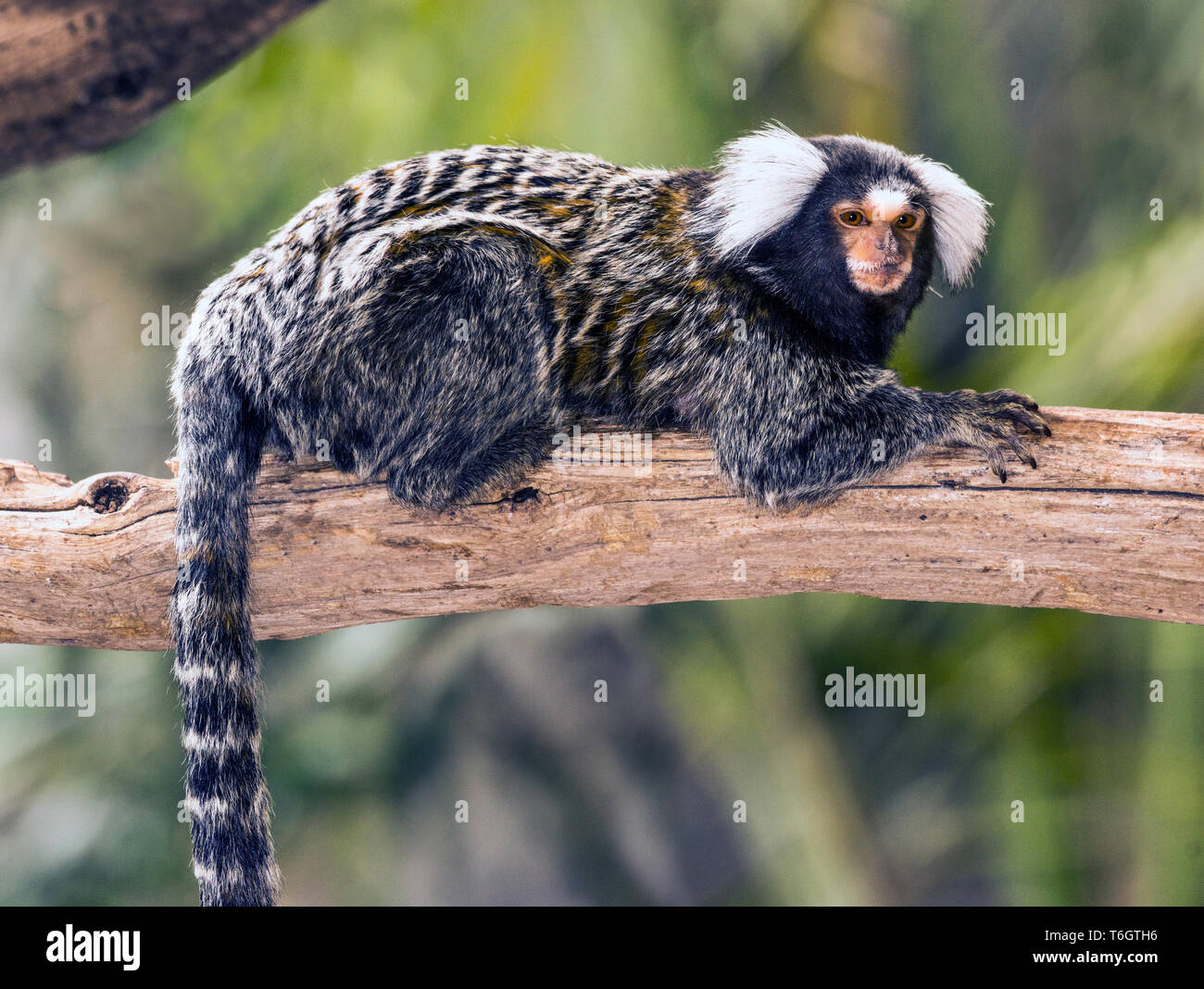 Brazilian monkeys hi-res stock photography and images - Alamy