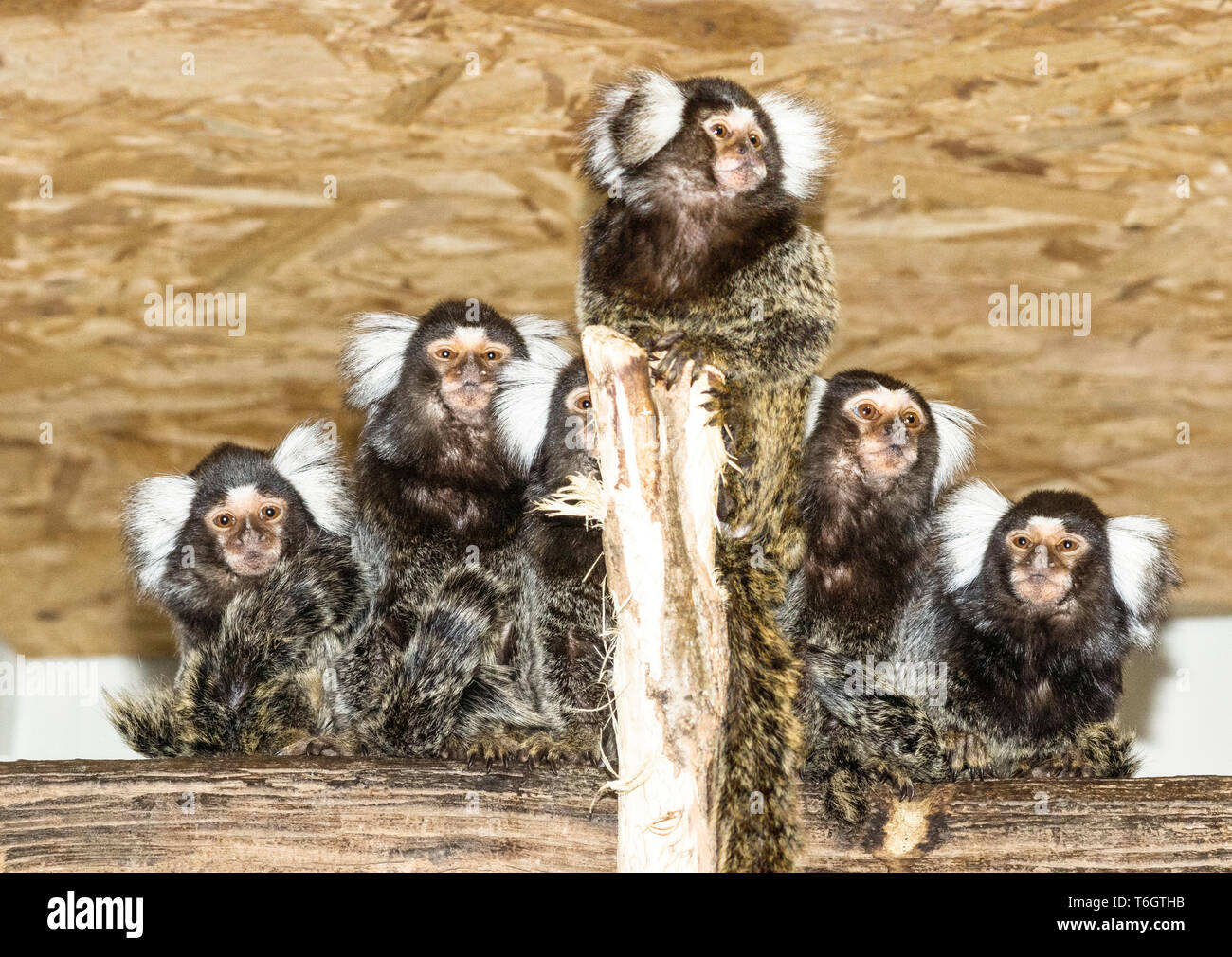Common Marmoset (Callithrix jacchus).Photographed in zoo at Argeles ...
