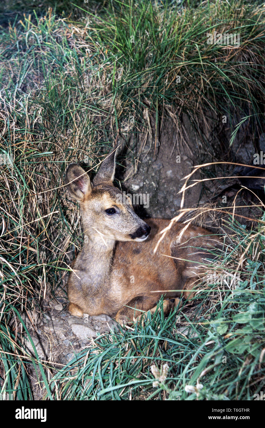 Female Roe Deer (Capreolus) resting on a hillside in the French ...
