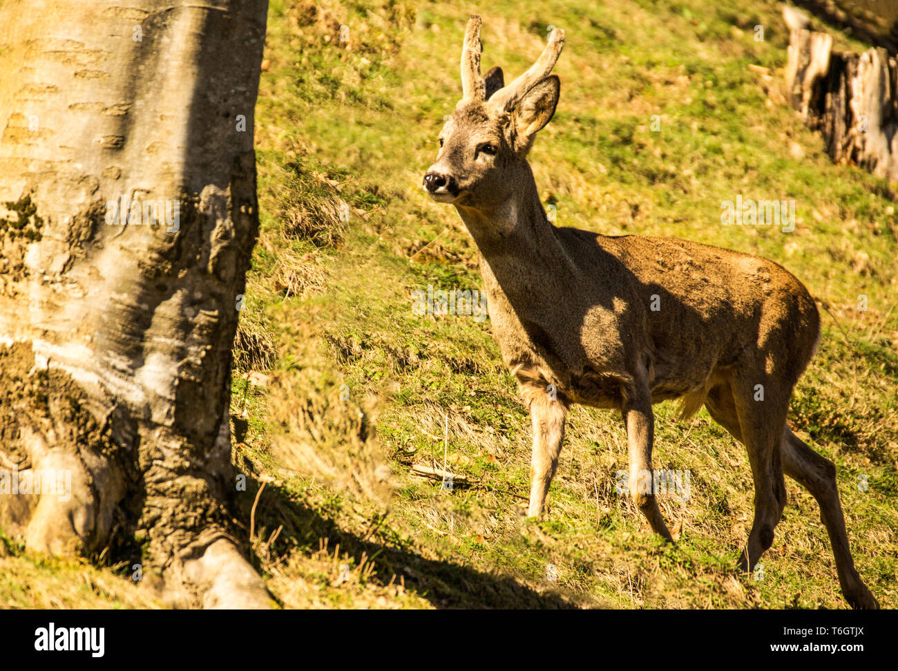 Male Roe Deer ( Capreolus caoreolus) in the Pyrenees Stock Photo - Alamy