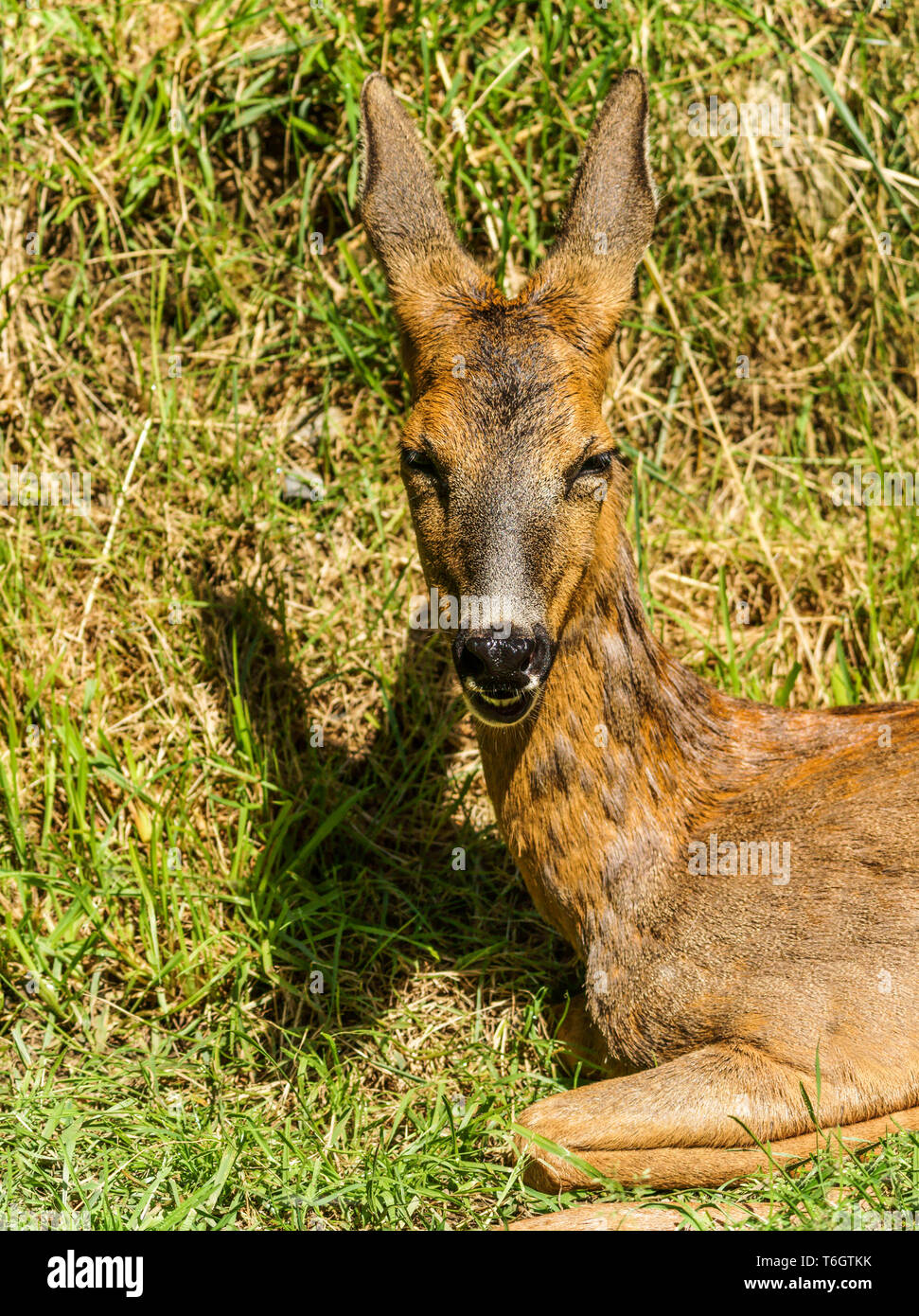 North italy deer hi-res stock photography and images - Alamy