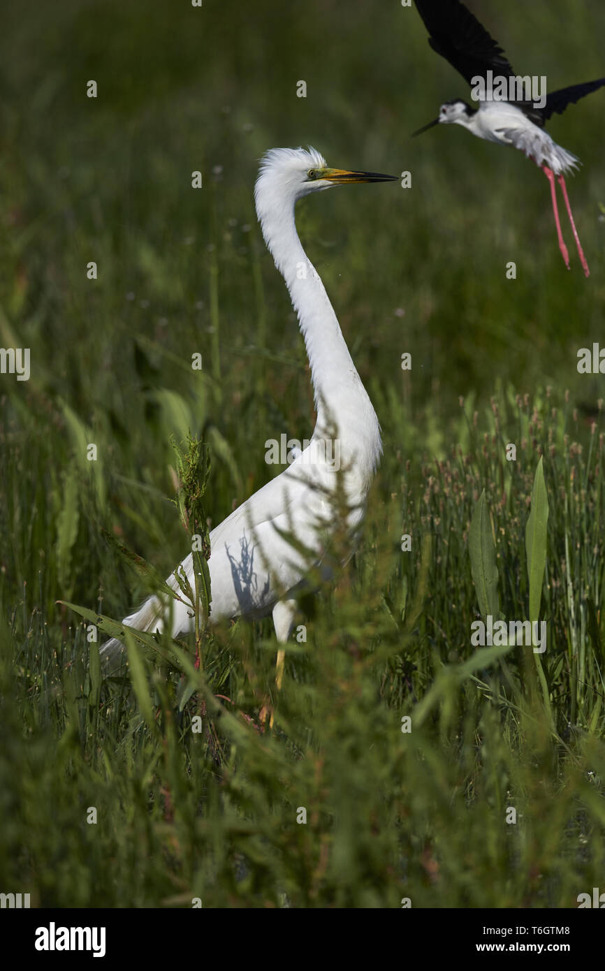 Great egret, Adrea Alba Stock Photo - Alamy