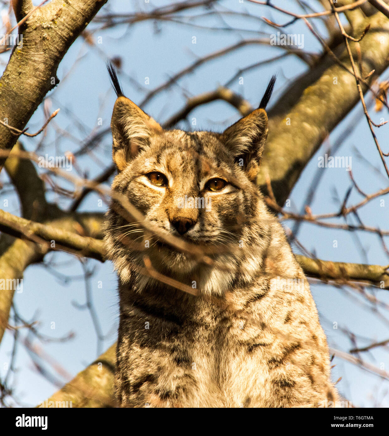 Adult European Lynx (Lynx L. lynx).A top predator this animal was ...