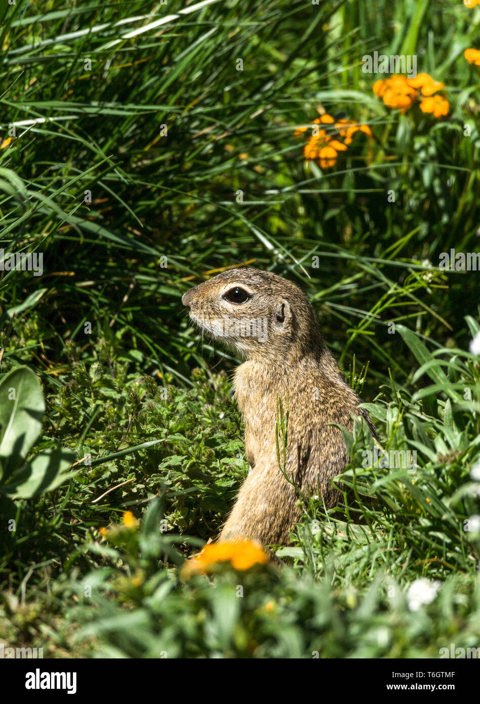 Suslik hi-res stock photography and images - Alamy