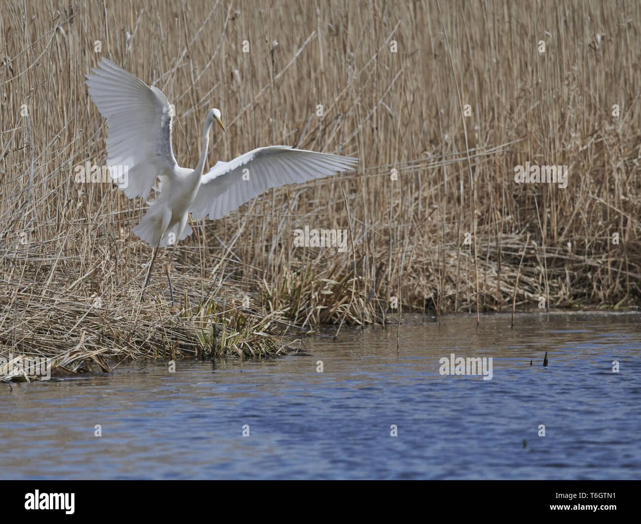 Great egret, Adrea Alba Stock Photo - Alamy