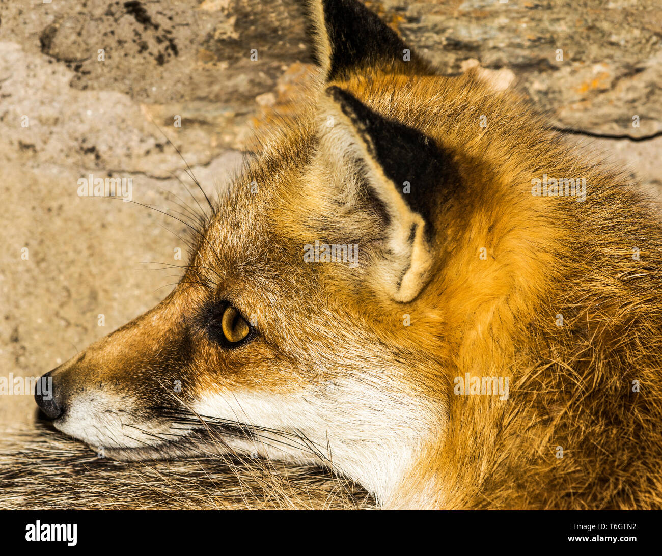 Vulpes vulpes australia hi-res stock photography and images - Alamy