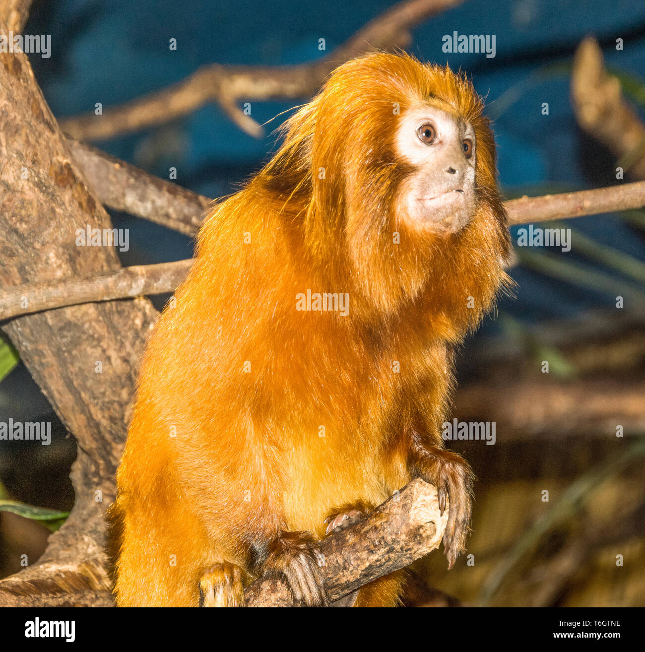 Platyrrhine monkeys hi-res stock photography and images - Alamy