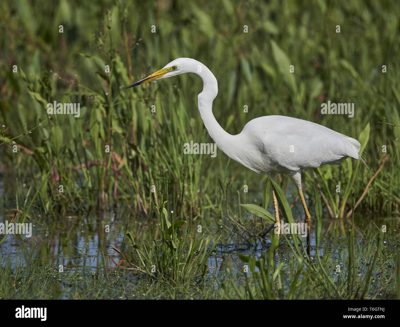 Great egret, Adrea Alba Stock Photo - Alamy