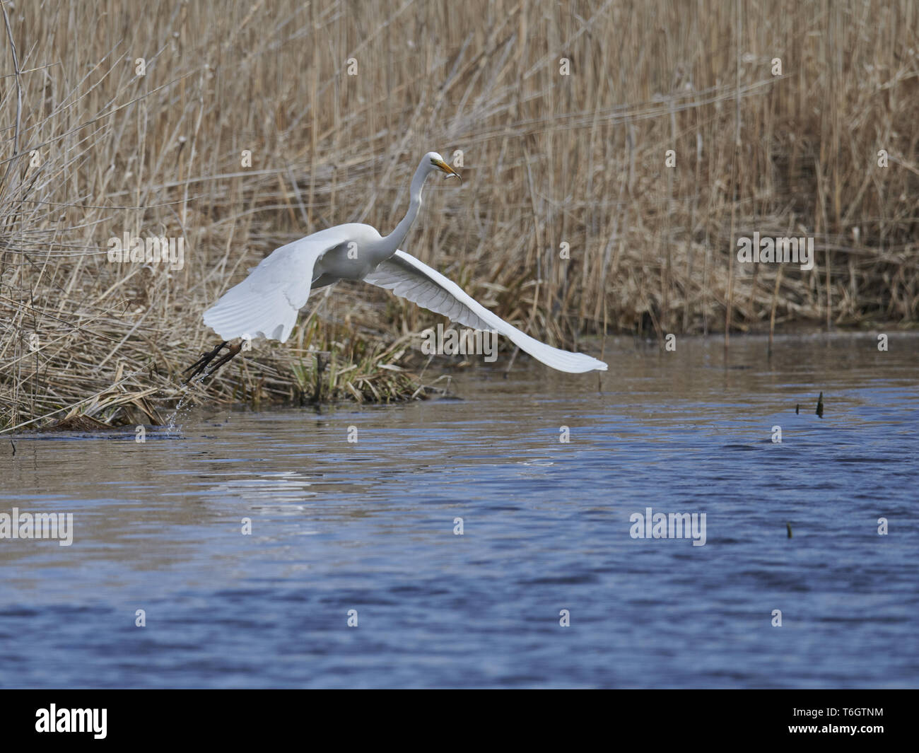 Great egret, Adrea Alba Stock Photo - Alamy