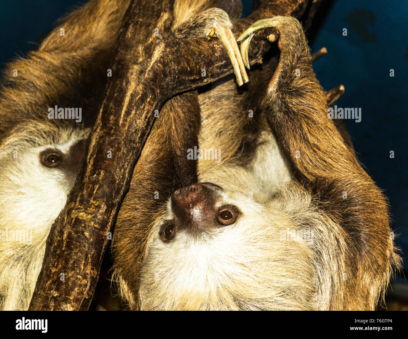 Hoffmann's Two-toed Sloth (Choloepus hoffmanni).Female with young ...