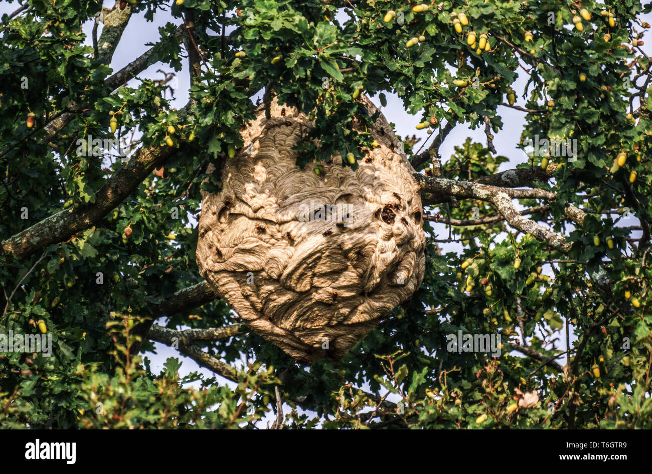 Asian Hornet (Vespa velutina) Now a pest species in France This nest ...
