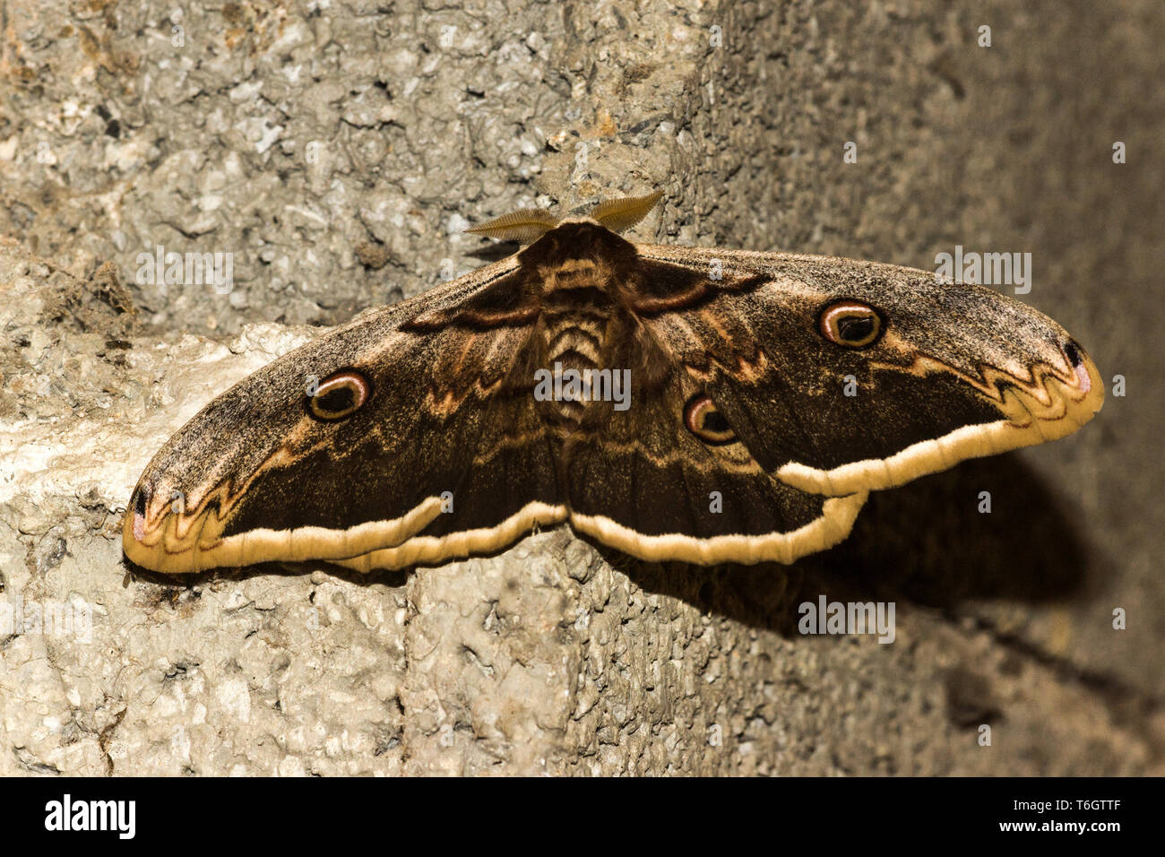 Giant peacock moths hi-res stock photography and images - Alamy