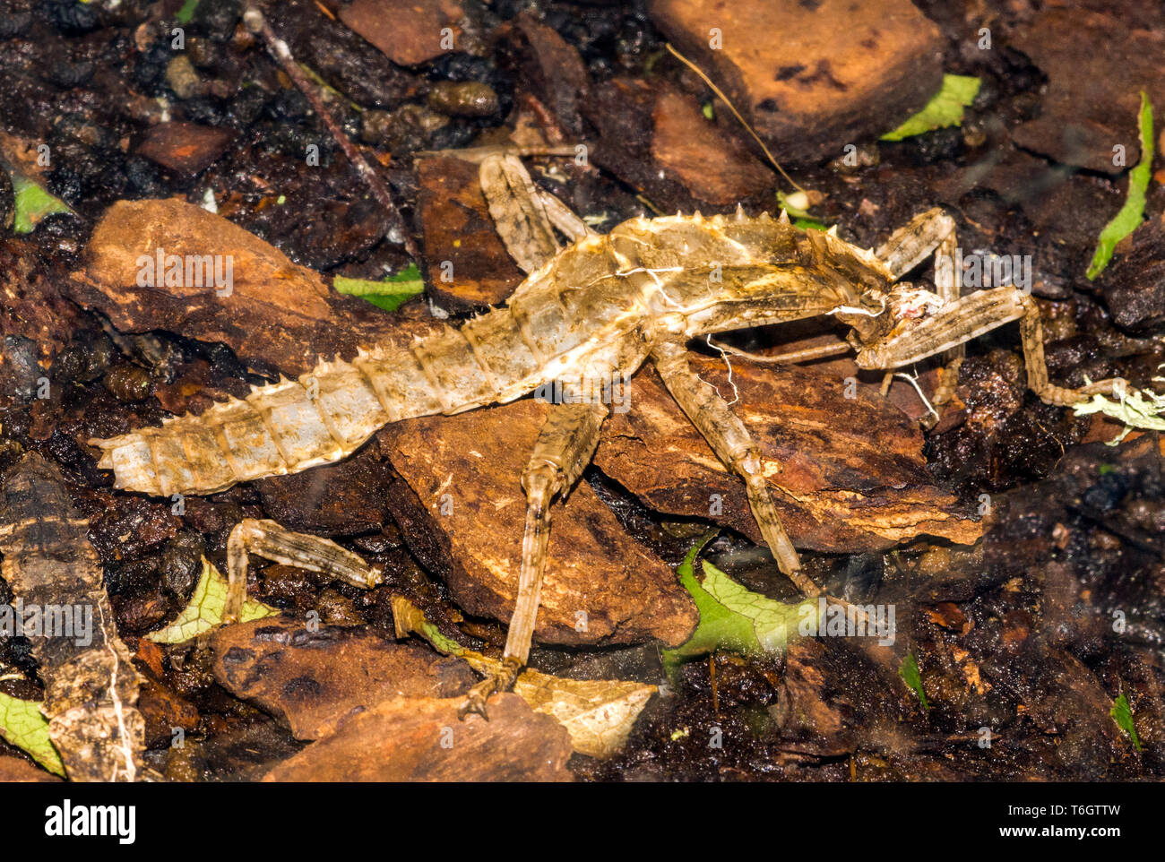 New guinea spiny stick insect hi-res stock photography and images - Alamy