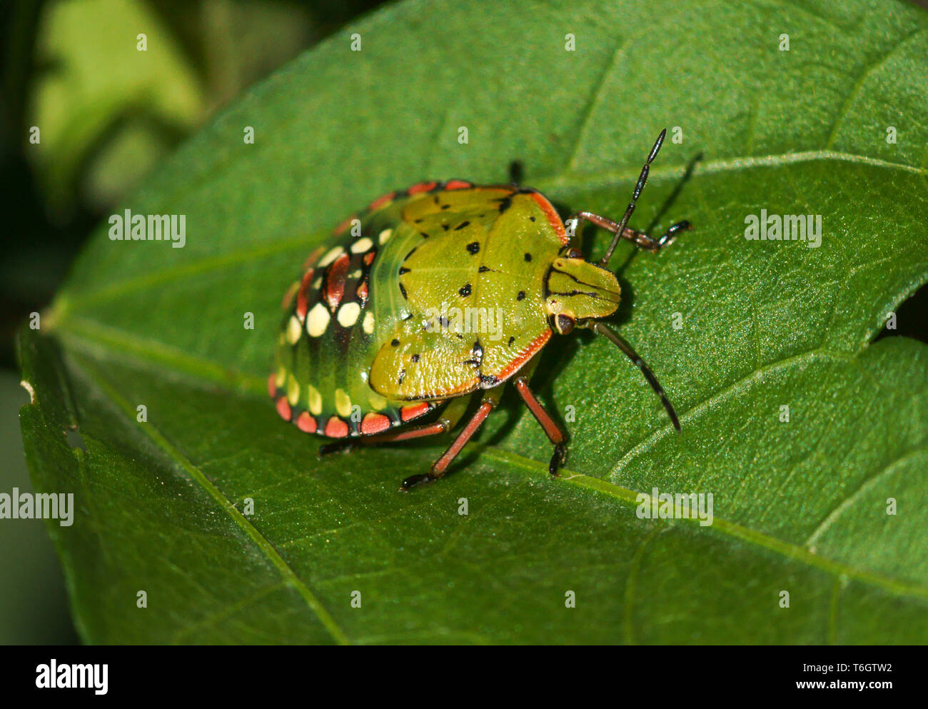Stink or Shield Bug (Heteroptera sp.) a nymph on a Hibiscus syriacus ...
