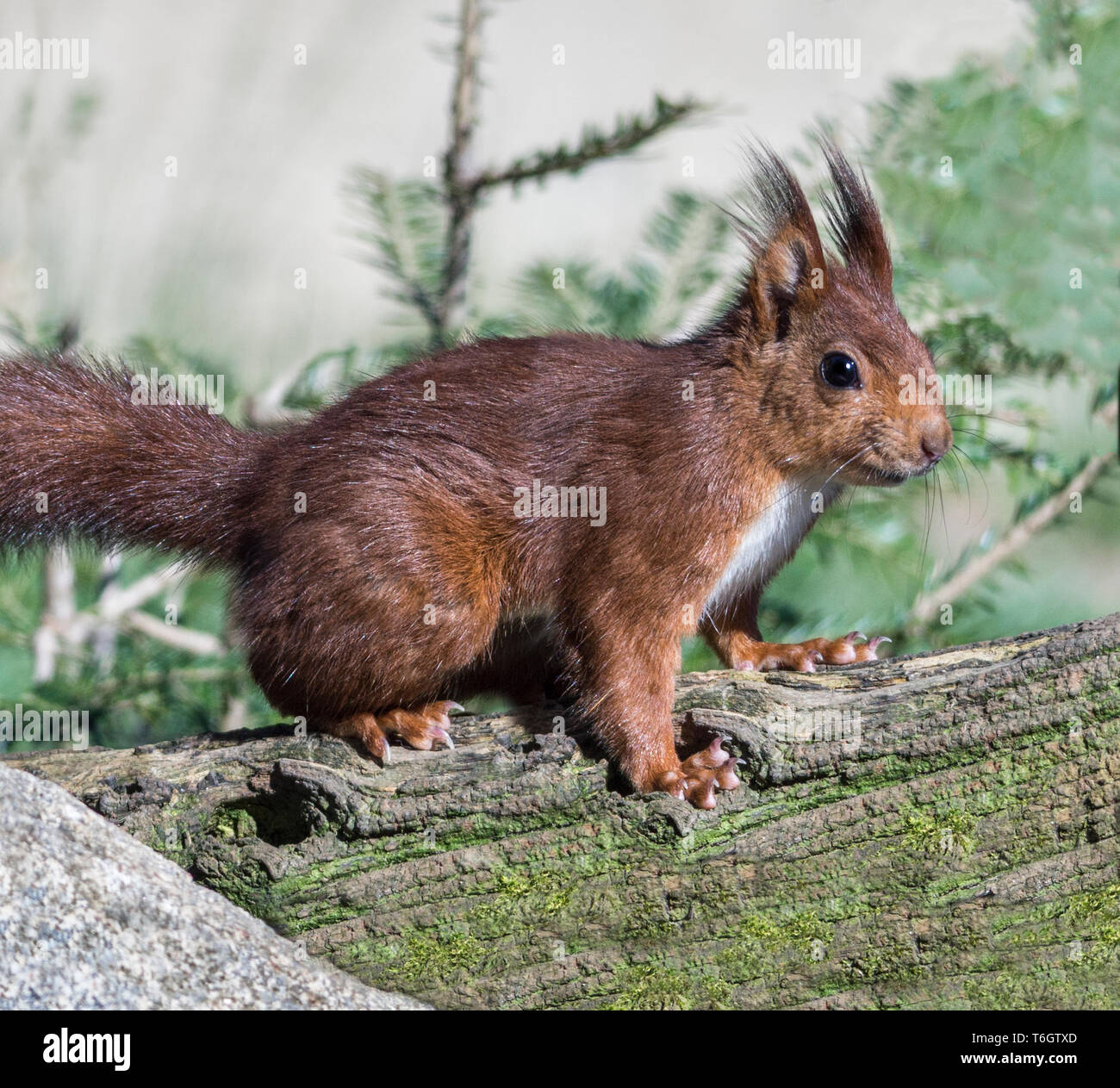 Photographs squirrel hi-res stock photography and images - Alamy