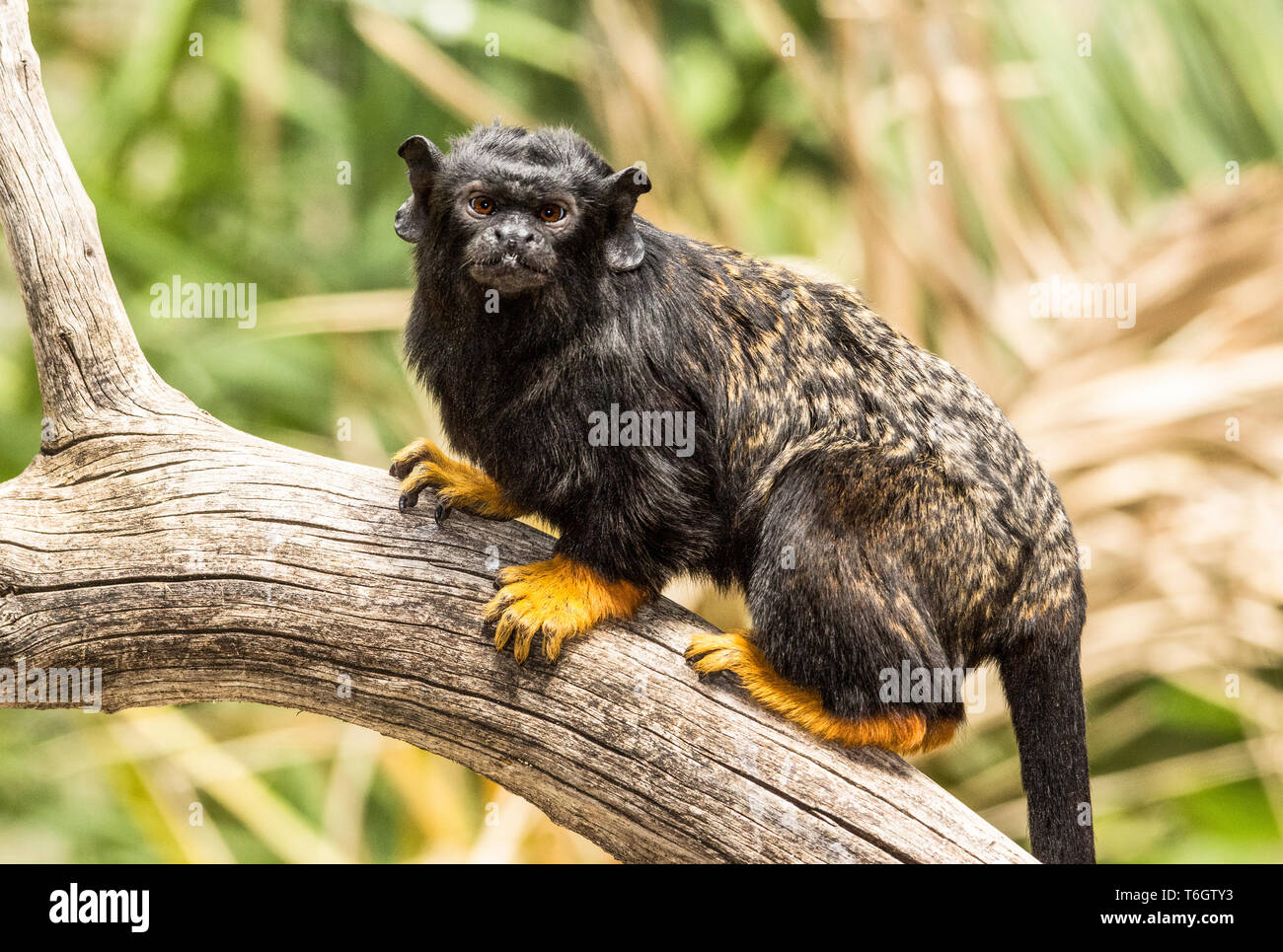 Red-handed Tamarin (Saguinus midas).Photographed in the Argeles-Gazost ...