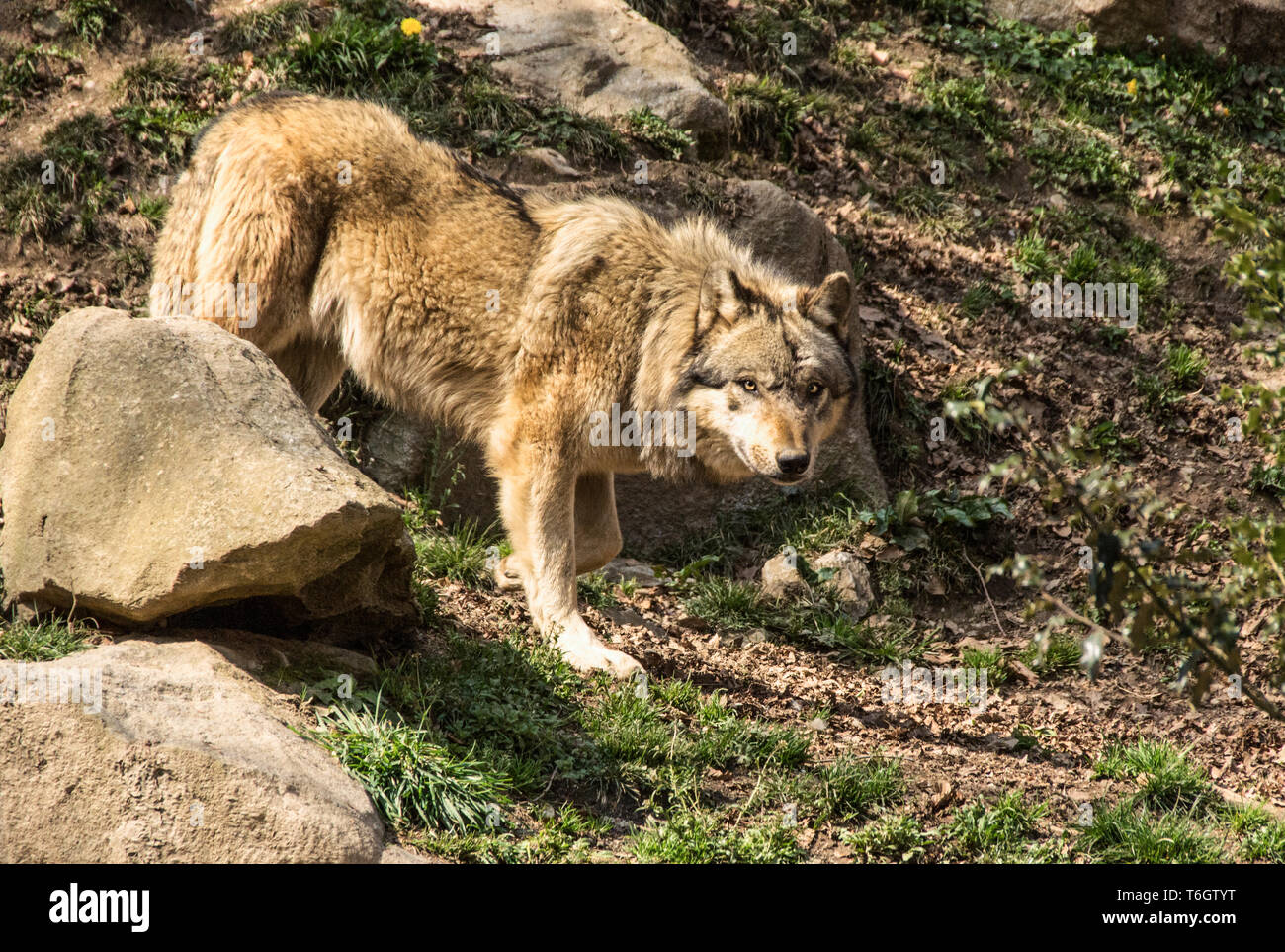 Wolf (Canis lupus).Pack feeding on a Sika Deer (Cervus nippon Stock ...