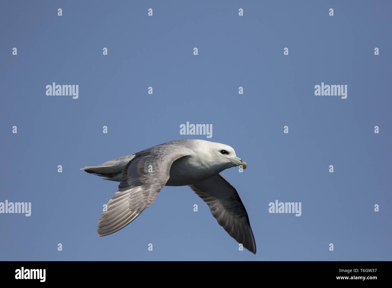 Arctic fulmar hi-res stock photography and images - Alamy