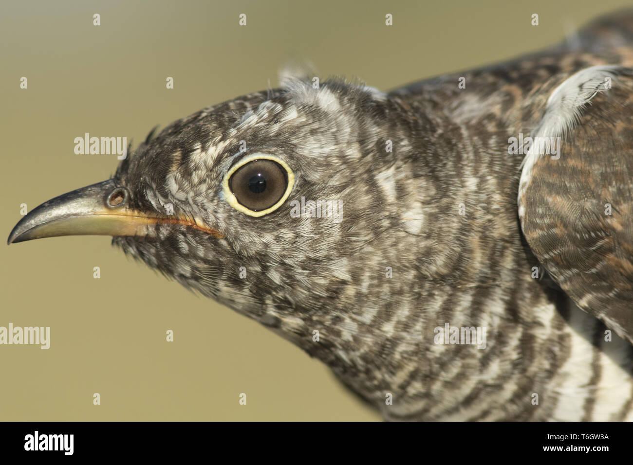 Beautiful cuckoo birds hi-res stock photography and images - Alamy