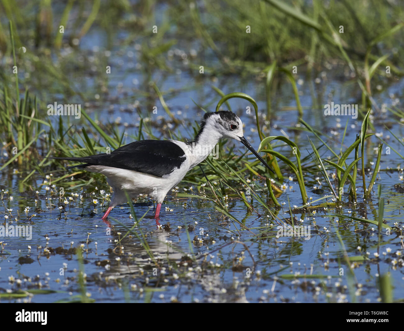 Common Stilt, Himantopus himantopus, North Sea, Europe Stock Photo - Alamy