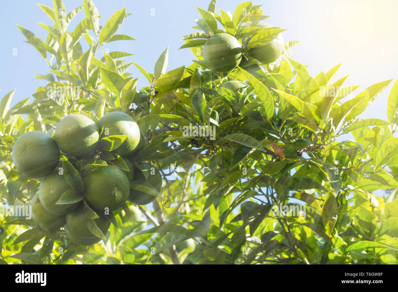 Mandarin in the rays of the sun hi-res stock photography and images - Alamy