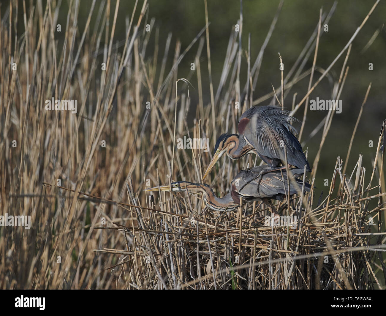 Purple Heron, Ardea purpurea, in hungary, europe Stock Photo - Alamy