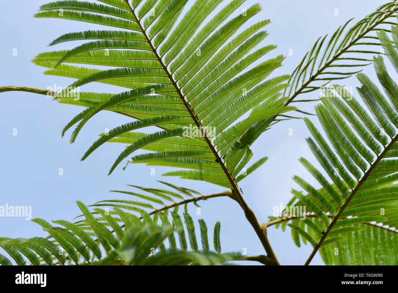 Patterned leaf hi-res stock photography and images - Alamy