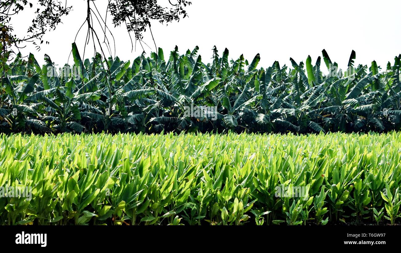 Agriculture Field and Crops Stock Photo - Alamy