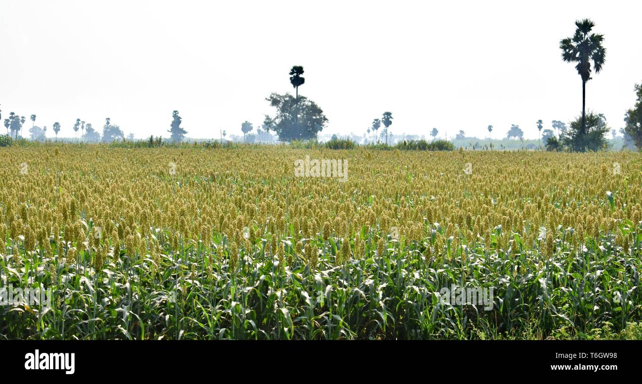 Agriculture Field and Crops Stock Photo - Alamy