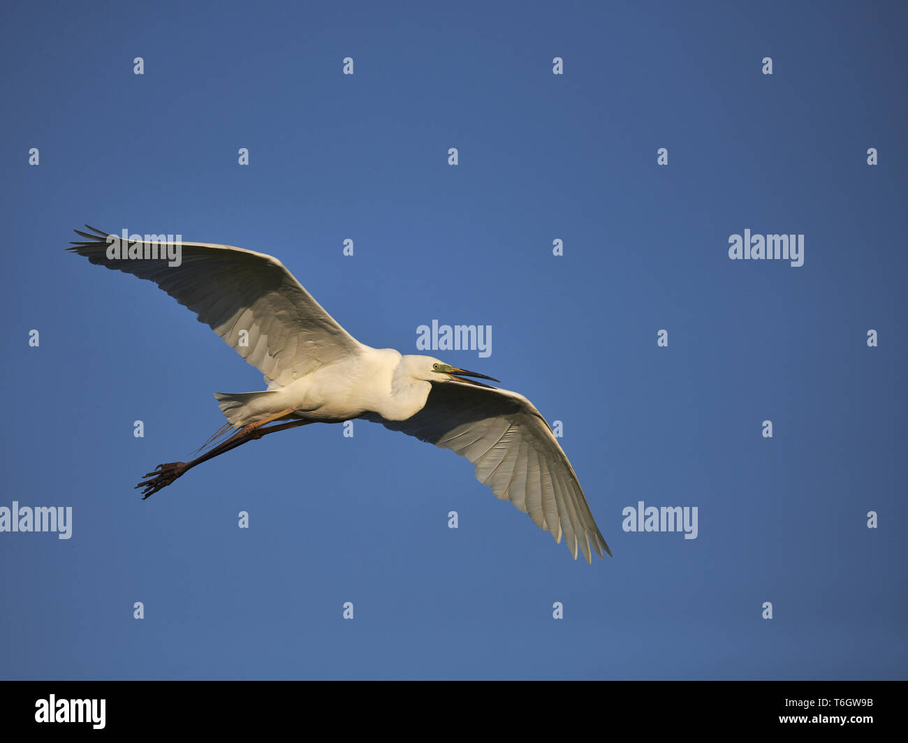 Great egret, Adrea Alba Stock Photo - Alamy