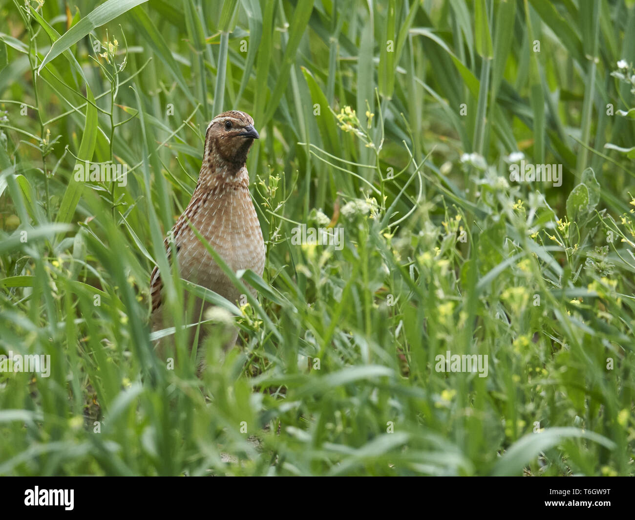 common quail (Coturnix coturnix) or European quail Stock Photo - Alamy
